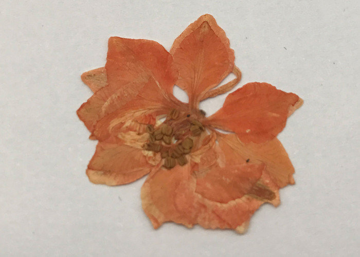Diameter 3 CM Dried Larkspur Flowers , Orange Dried Flowers With Paper Package