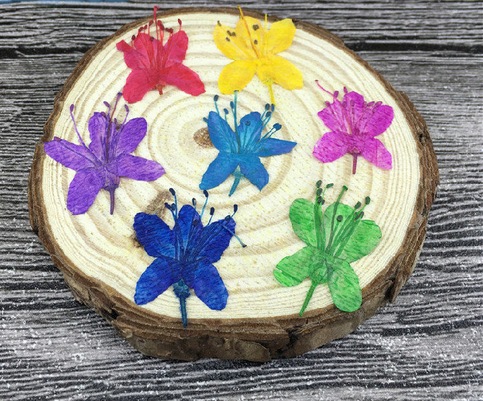 Azaleas Green Dried Flowers , Flat Dried Flowers For DIY Home Arrangement