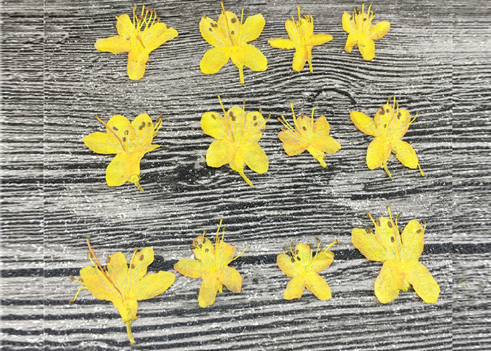 Beautiful Azaleas Dried Yellow Flowers , DIY Pressed Flowers For Wedding Decoration