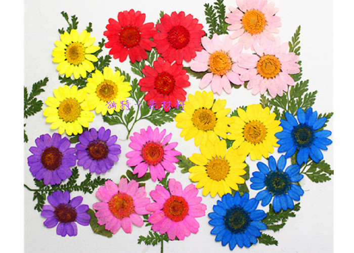 Chrysanthemum Small Preserving Dried Flowers For DIY Handcrafts Raw Materials