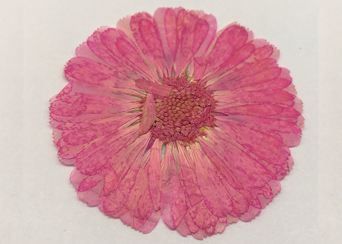 Home Decoration Dried Calendula Flowers , Dried Pink Flowers For Wall Painting