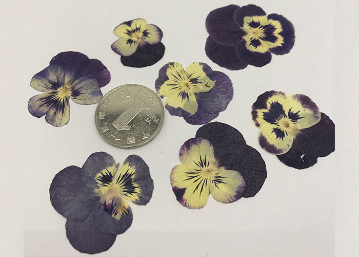 Garden Pansy Small Dried Flowers 2.5CM Purple Color For Wall Painting Raw Materials