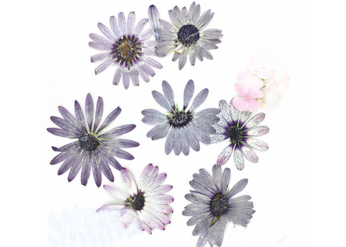 Original Color Dried Marigold Flowers , Pressed Plant Art For Plant Teaching Specimens