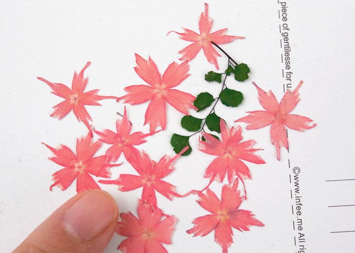 Star Shaped Phlox Dried Flower Petal Crafts For Nail / Gift Card Decoration