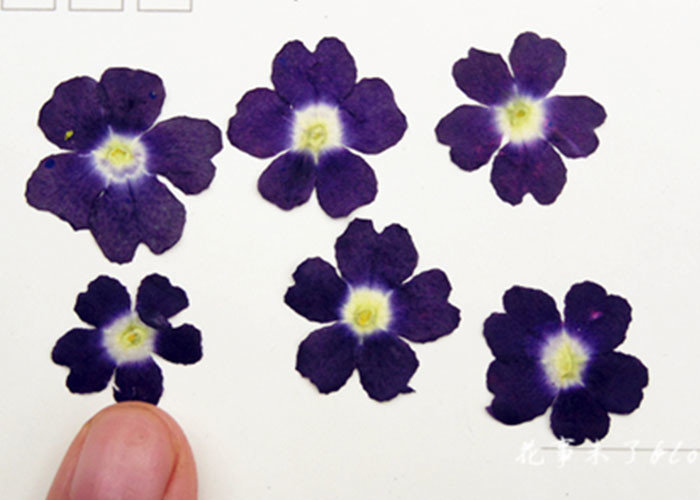 Latest Class A Verbena Dried Flower Gifts , Hanging Dried Flowers For DIY Christmas Card