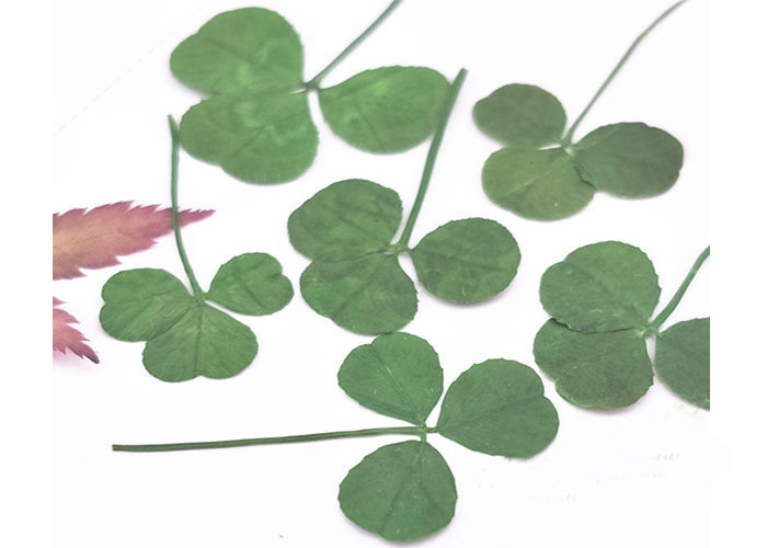 Original Green Shamrock Dried Flower Petal Crafts Gift Card Decoration For Holidays