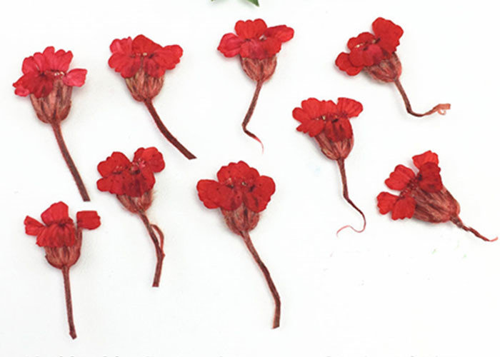 Mixed Color Dried Yarrow Flowers / Real Pressed Flower Jewelry For Small Ornaments