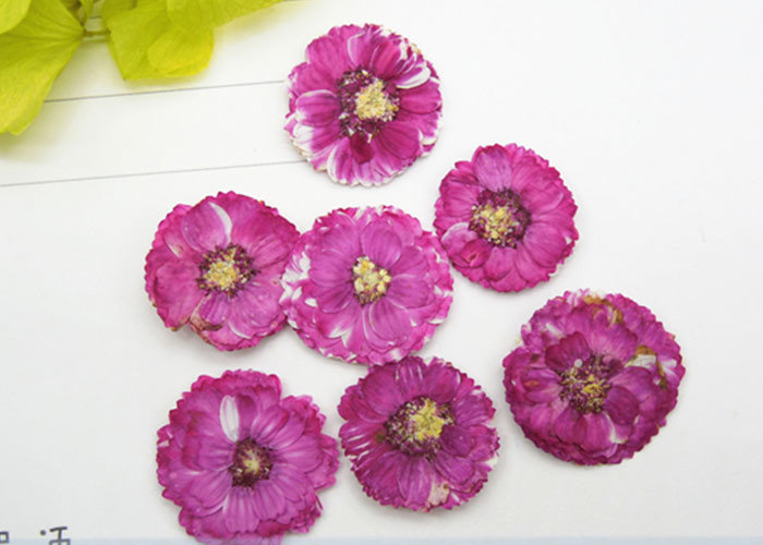 Dye Absorption Daisy Dried Flattened Flowers , Mini Dried Flowers True Plants Specimens