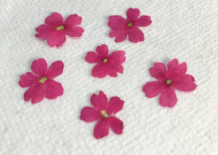 Wedding Real Pressed Flowers For Specimen , Verbena Handmade Floral Dried Flower