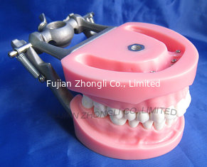 China typdont teeth model for abutment supplier