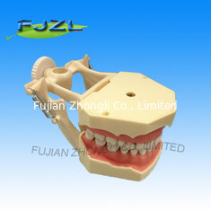 China dental typodonts with removable screw teeth supplier