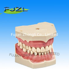 China typodont teeth model with removable screw teeth supplier