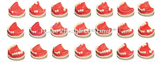 China dental model for partial denture restorative supplier