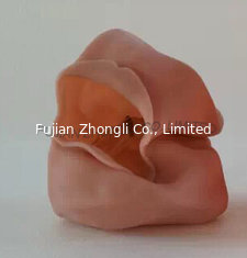 China Dental oral cavity cover model supplier
