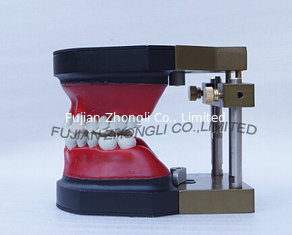 China Orthodontic Models Ligature Tying Training Typodont model supplier
