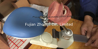 China Dental teaching Manikin head simulator / Phantom head pratical training supplier