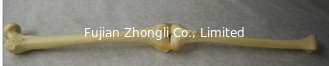 China high quality medical educational surgery demonstration PU foam femur and Tibia skeleton simulator anatomy model supplier