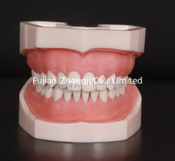 China typodont teeth model with removable screw teeth supplier