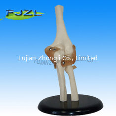 China Human Skeleton Life-size elbow joint model, elbow medical skeleton supplier