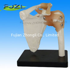 China Human Skeleton Life-size plastic shoulder joint model for education supplier