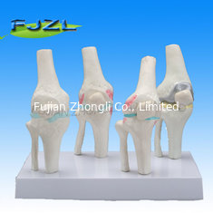 China Knee Joints Synthesis Model supplier