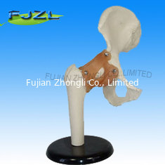 China life size medical teaching deluxe functional hip joint model supplier