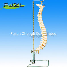 China Vertebral Column supplier
