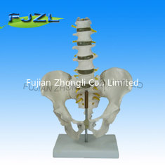 China Adult Male Pelvis Adult Pelvis Skeleton Model Medical Male Pelvis Model supplier