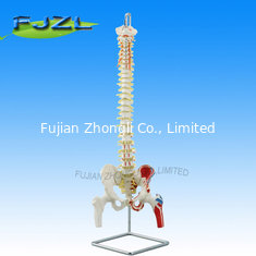 China Flexible Vertebral Column with Femur Heads, Muscle Insertions, Removable Sacral Crest supplier