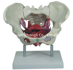 China Female Pelvic Muscles and Organs supplier