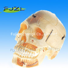 China Adult Skull With Blood Vessels And Nerves/Human Skull Model supplier