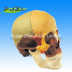 China Colored Adult Skull/Human Skull Model supplier