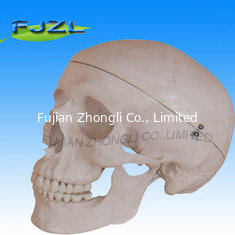 China Deluxe Life-Size Skull Style B/Human Skull Model/deluxe life-size skull style artificial human skleton model supplier