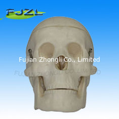 China miniature plastic skull model anatomical skull model miniature model for medical teaching supplier