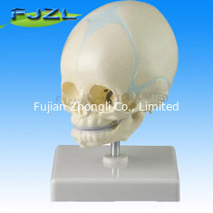 China Baby skull model, baby skeleton skull model supplier