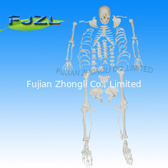 China CE advanced disarticulated skeleton with skull, human boday skleton models supplier