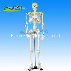 China hot selling 85cm medical plastic human skeleton supplier