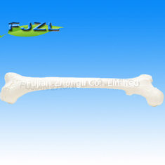 China human Femur model, right supplier