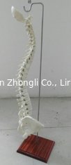 China Medical teaching training with bone simulation vertebrae whole neck 1 to sacral 1 occipital bone to pelvic model supplier