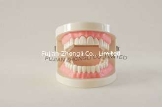 China Cheap Nursing Dental Care Model for Dentist supplier