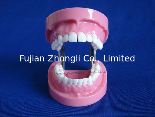 typodont teeth model with removable screw teeth supplier