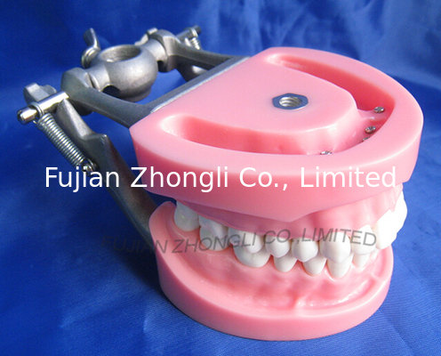 typdont teeth model for abutment supplier