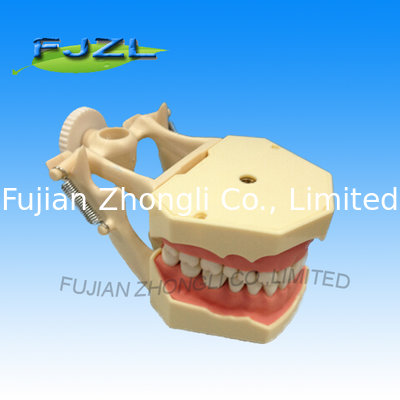 dental typodonts with removable screw teeth supplier