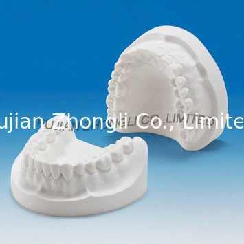 Plaster Jaw Model supplier