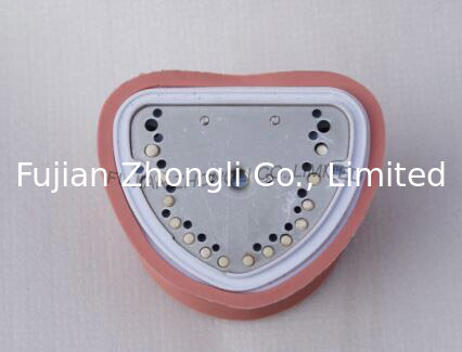 Plaster Jaw Model supplier
