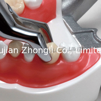 typodent dental jaw model for practice extract tooth supplier