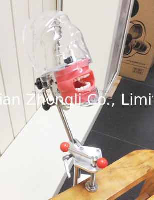 Cheap Dental Dummy Head for Student or Clinic supplier