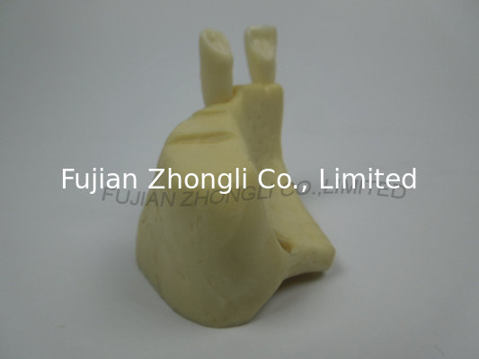 Sinus Lift Practice Model supplier