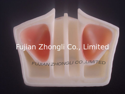 Sinus Lift Maxillary Model supplier