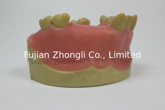 dental Implant model for drilling Practice supplier